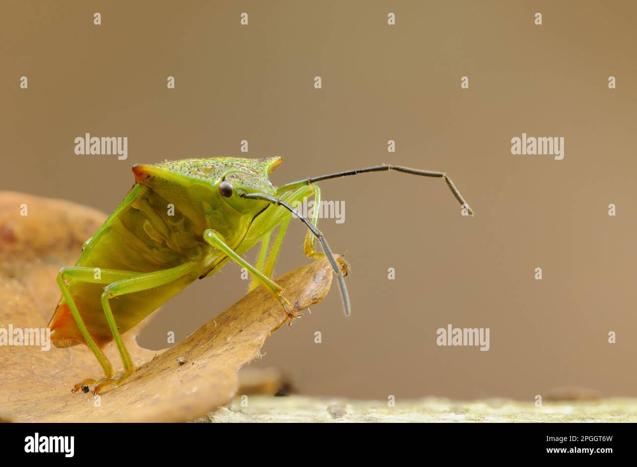 Trefoil bugs hi-res stock photography and images - Alamy