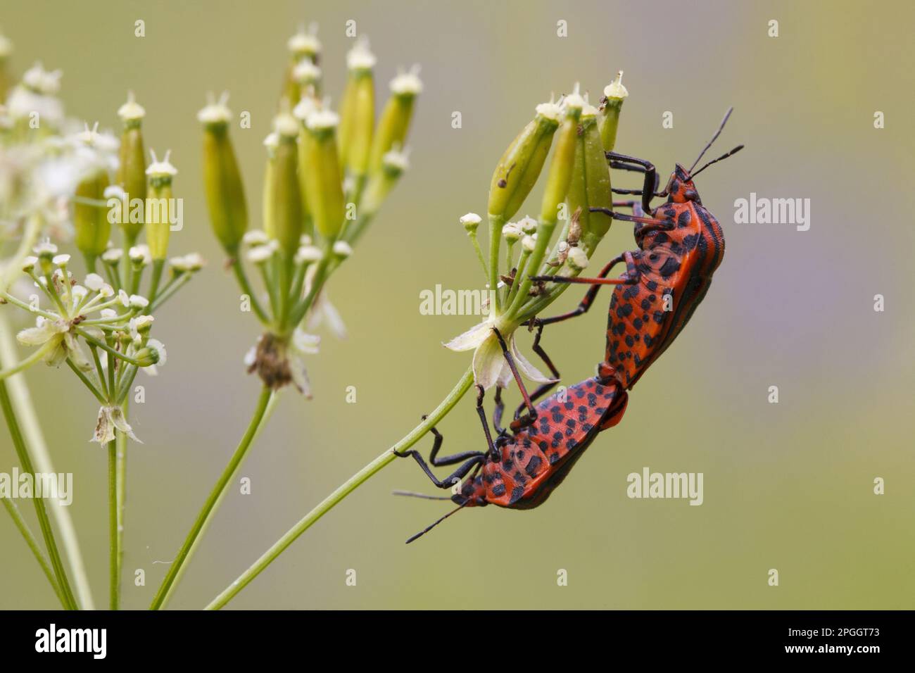 Italicum, Striped bug, italian striped-bugs (Graphosoma italicum) Tree ...