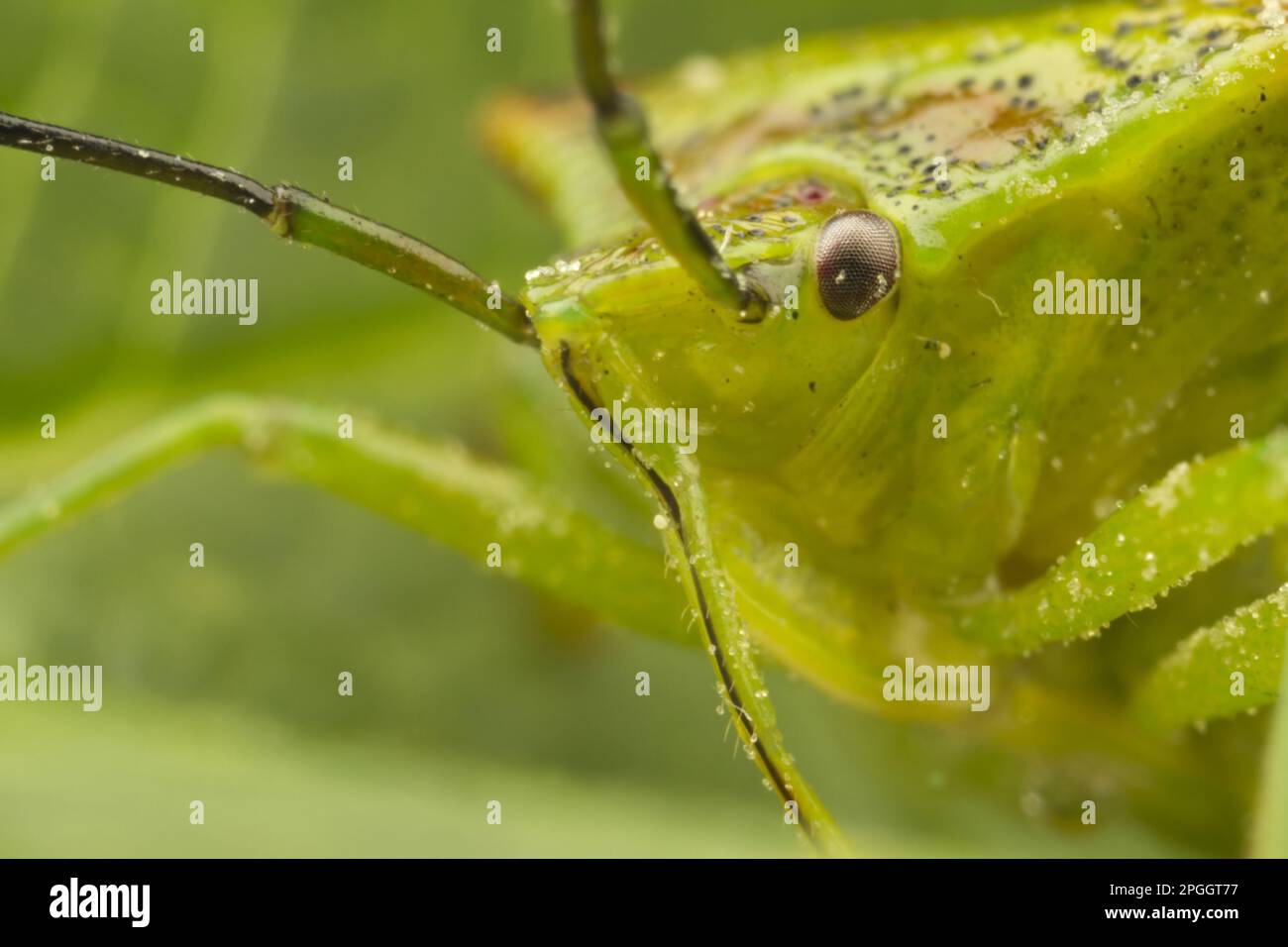 Close up mature adult green shield hi-res stock photography and images ...