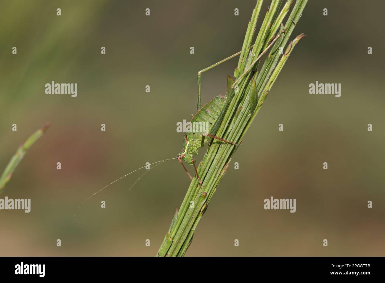 Speckled Bush-cricket (Leptophytes punctatissima) adult female, resting ...
