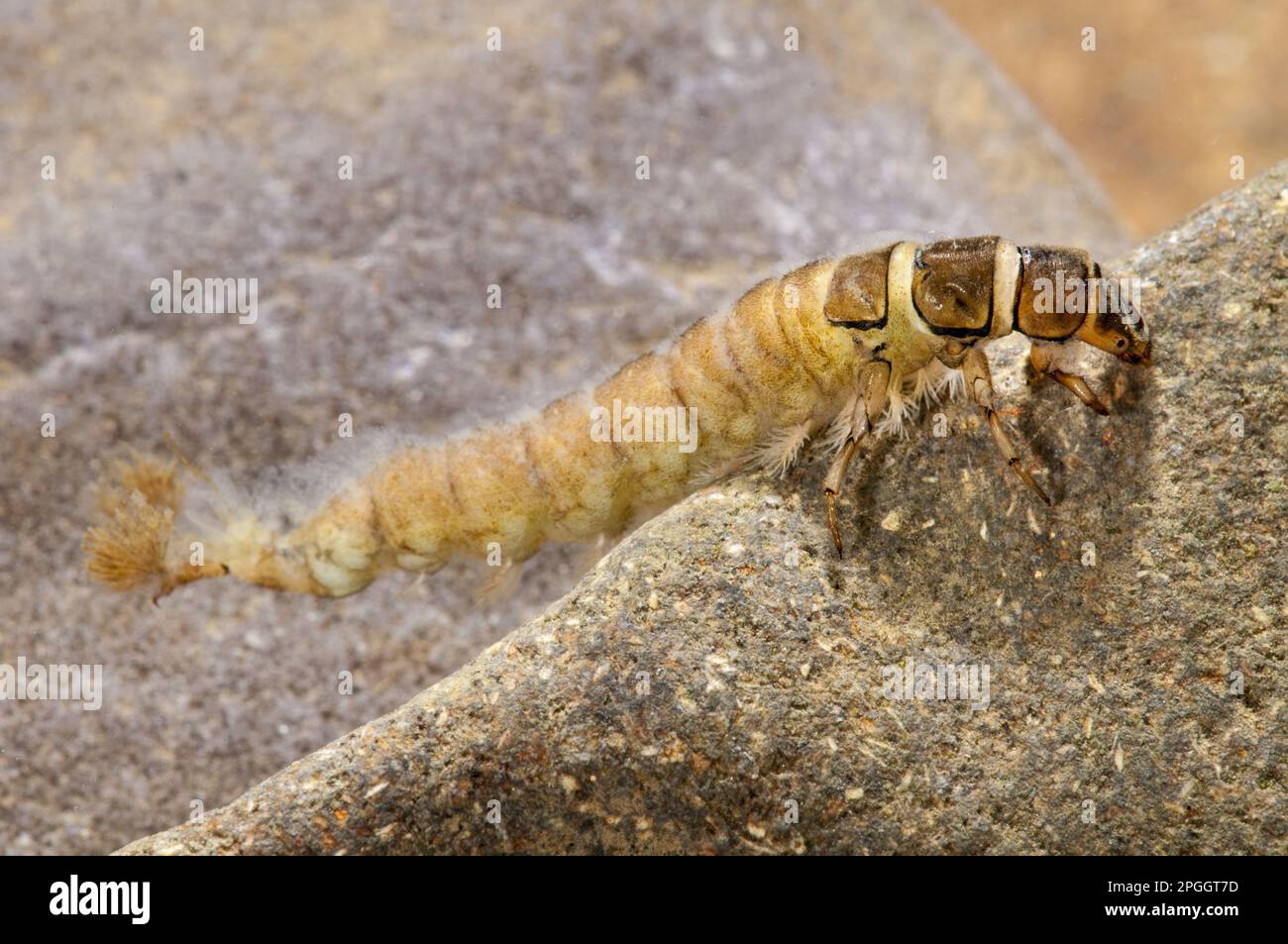 Larva of the marble sedge cassowary fly (Hydropsyche contubernalis ...