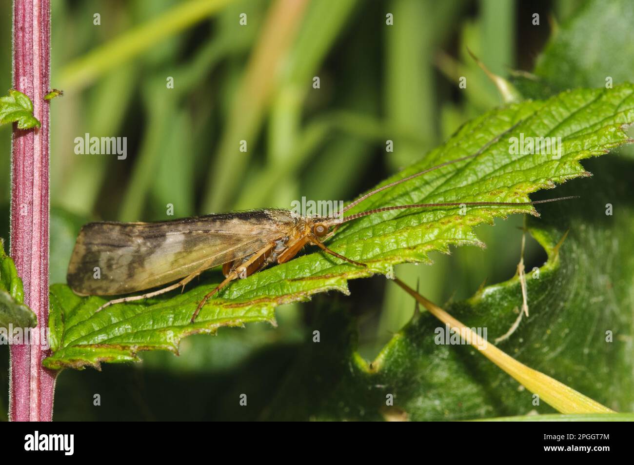 Adult caddisfly hi-res stock photography and images - Alamy