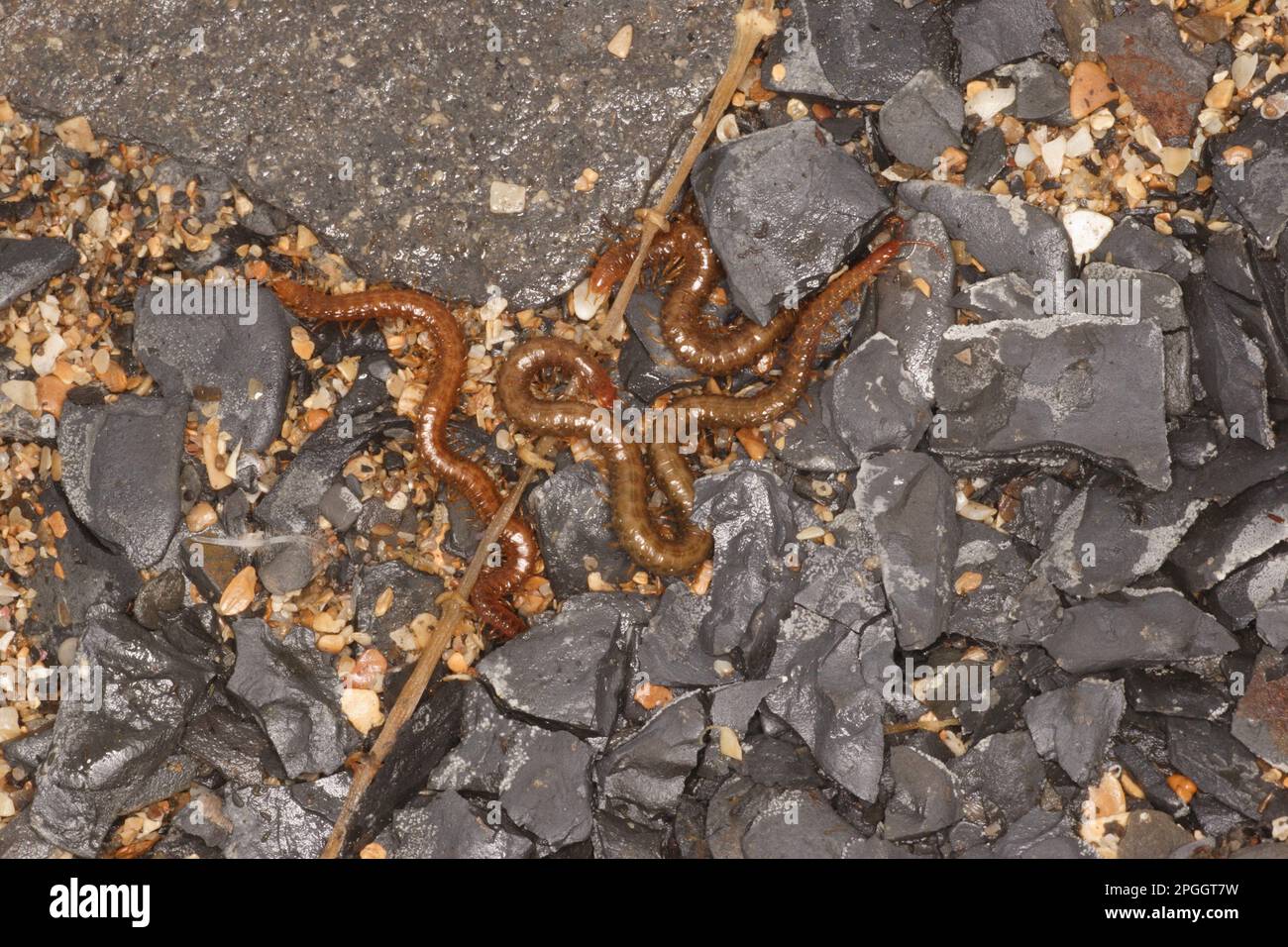 Centipede, Centipedes, Other animals, Animals, Littoral Centipede ...