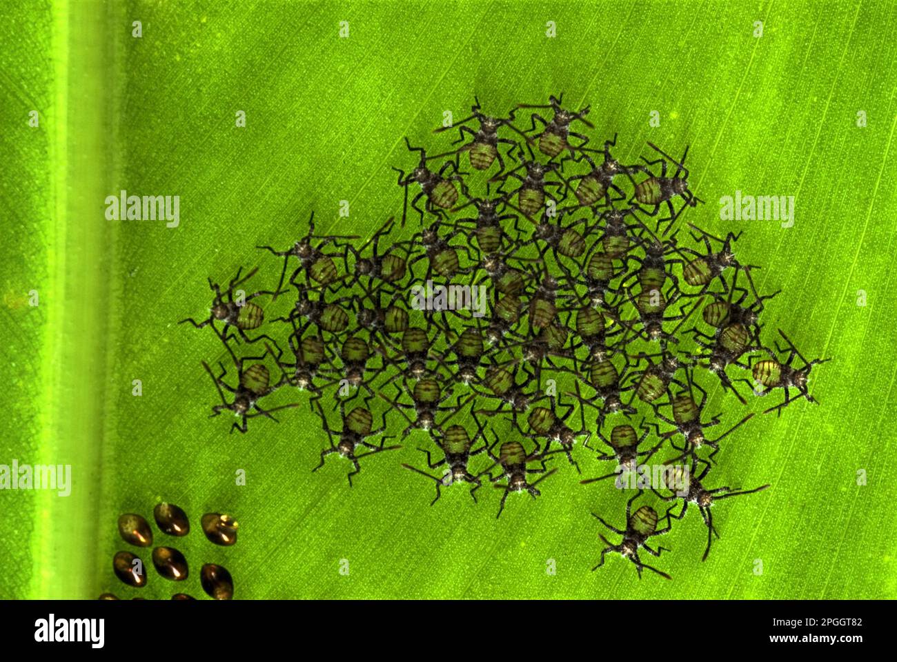 Dock bug nymph hi-res stock photography and images - Alamy