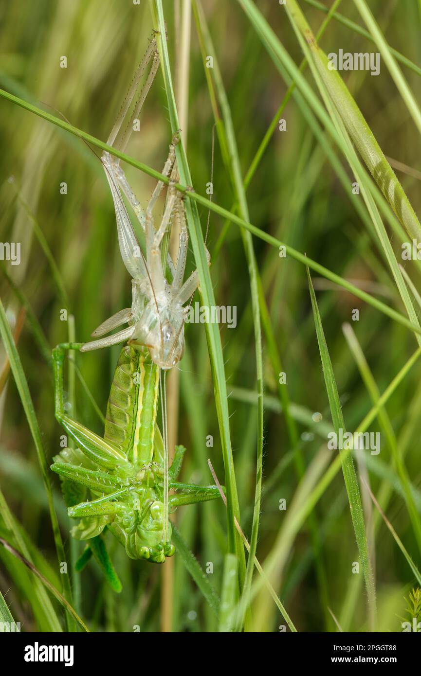 Great Green Bush-cricket (Tettigonia viridissima) adult female ...