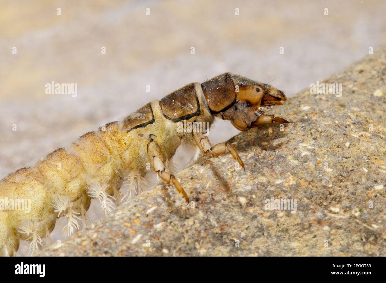 Marbled Sedge Caddisfly (Hydropsyche contubernalis) larva, close-up of ...