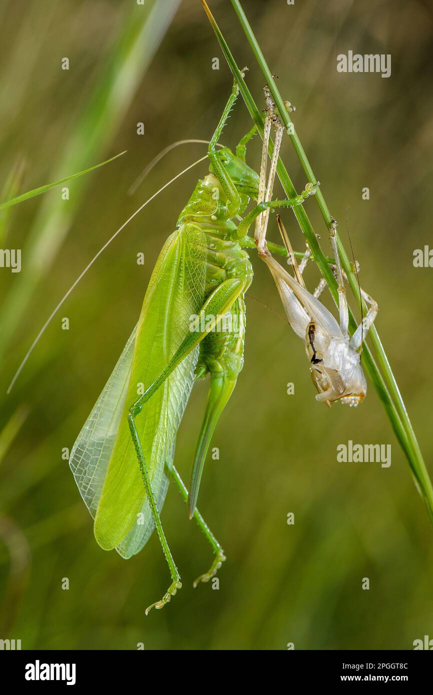 Exoskeleton Animals List