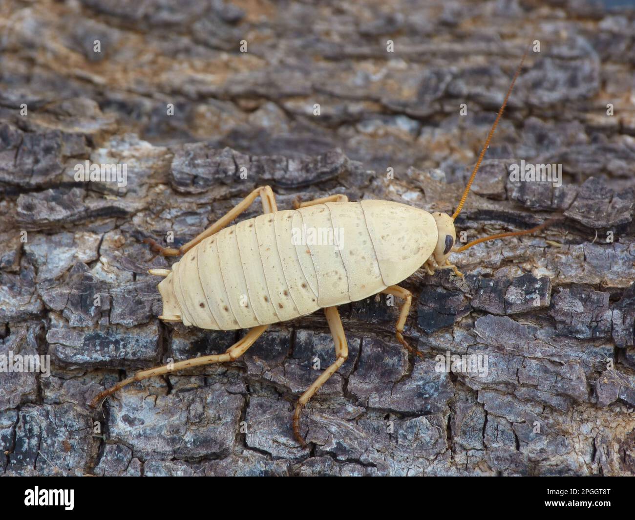 Adult bush cockroach (Ellipsidion humerale), climbing on tree trunk ...