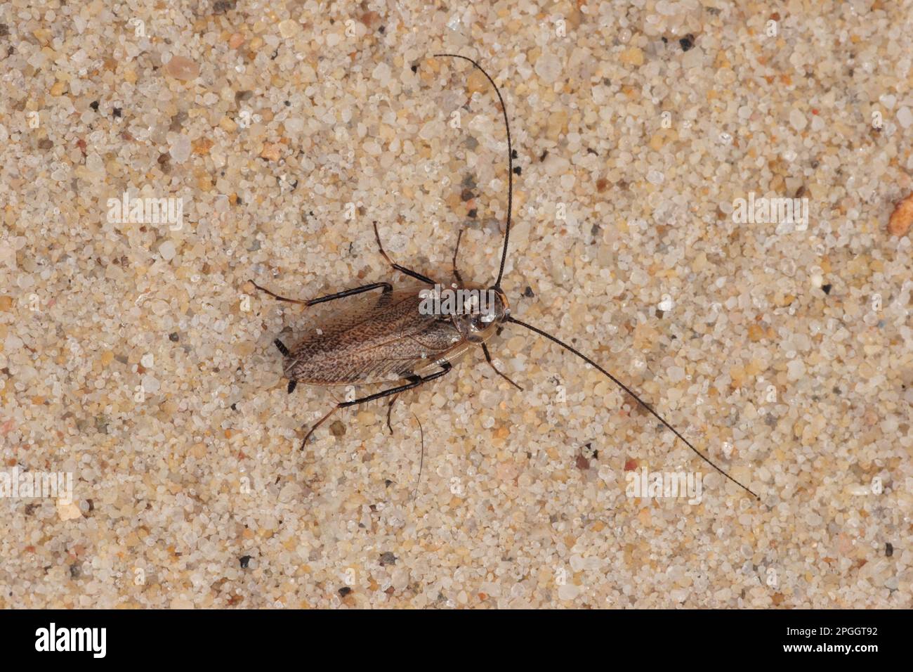 Small cockroach (Ectobius panzeri) adult, on coastal sand dune ...