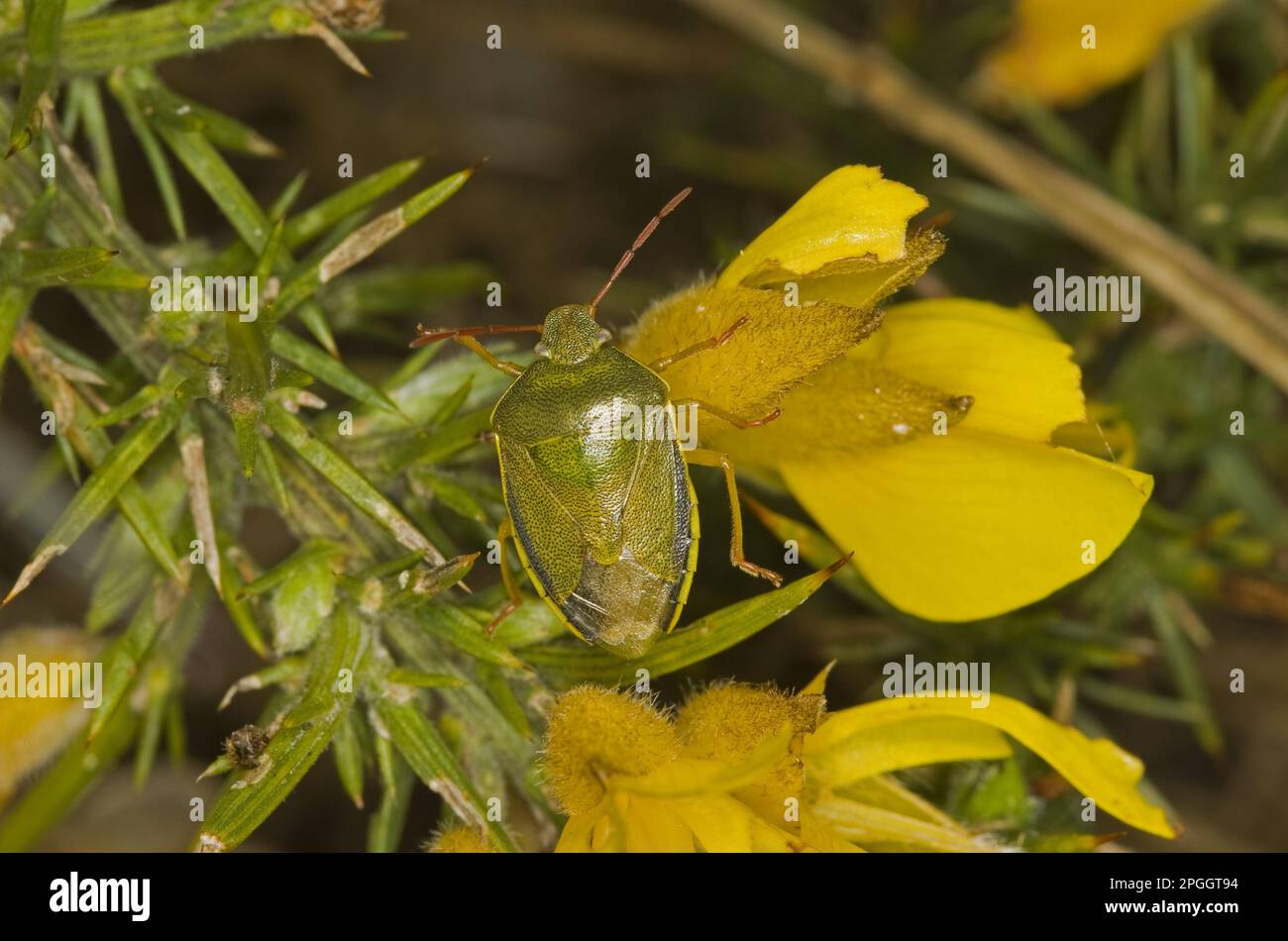 Gorse shield bug adult hi-res stock photography and images - Alamy