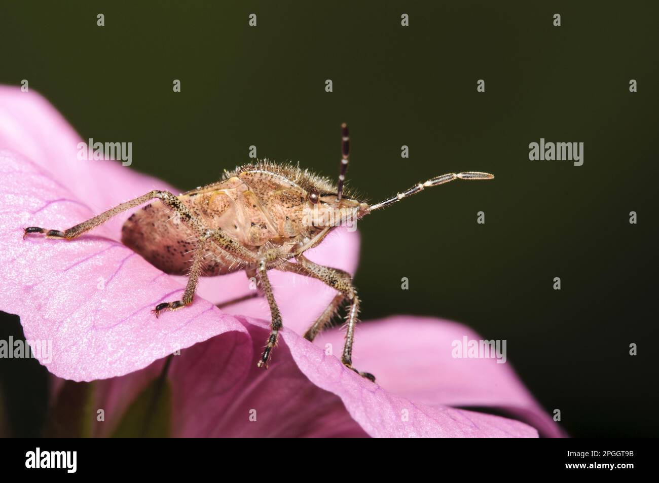 Sloe Bug (Dolycoris baccarum) adult, on pink flower in garden ...
