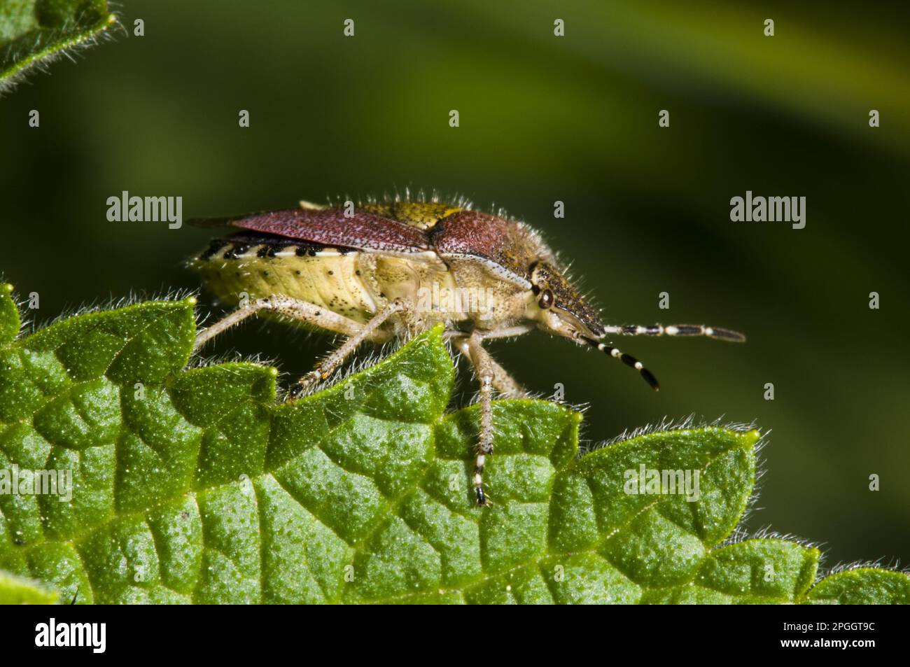 Berry bow, hairy shieldbugs (Dolycoris baccarum), Tree bow, Tree Bugs ...