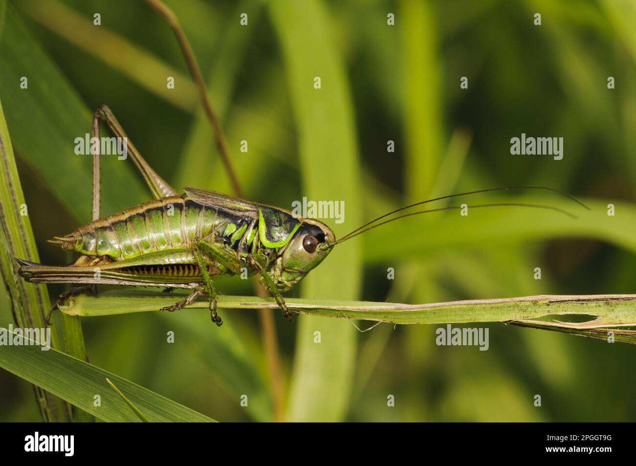 Roesel's roesel's bush-cricket (Metrioptera roeselii), adult female ...