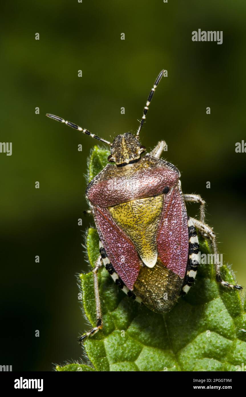 Berry bow, hairy shieldbugs (Dolycoris baccarum), Tree bow, Tree Bugs ...