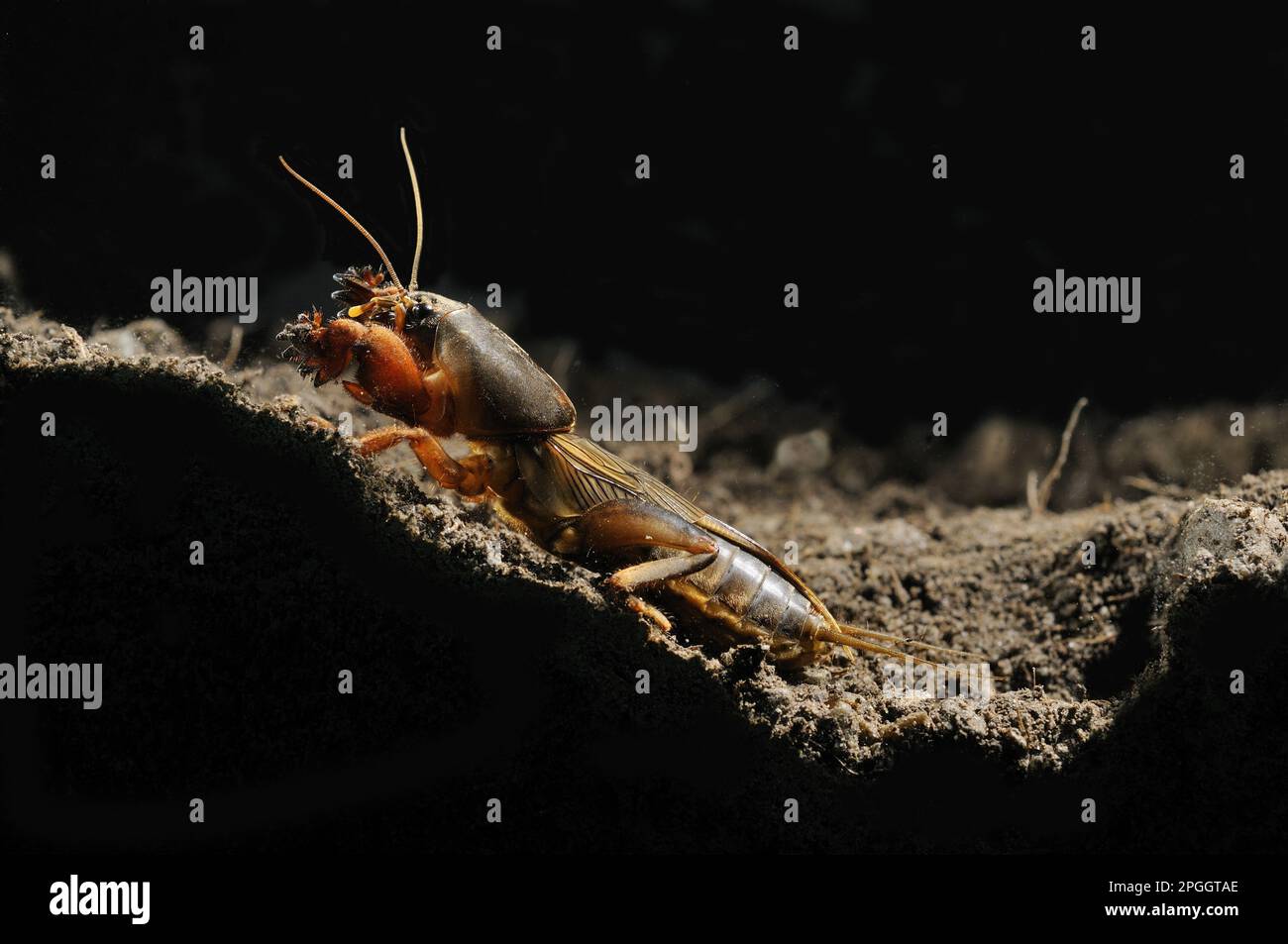 European Mole Cricket (Gryllotalpa gryllotalpa) adult, emerging from ...