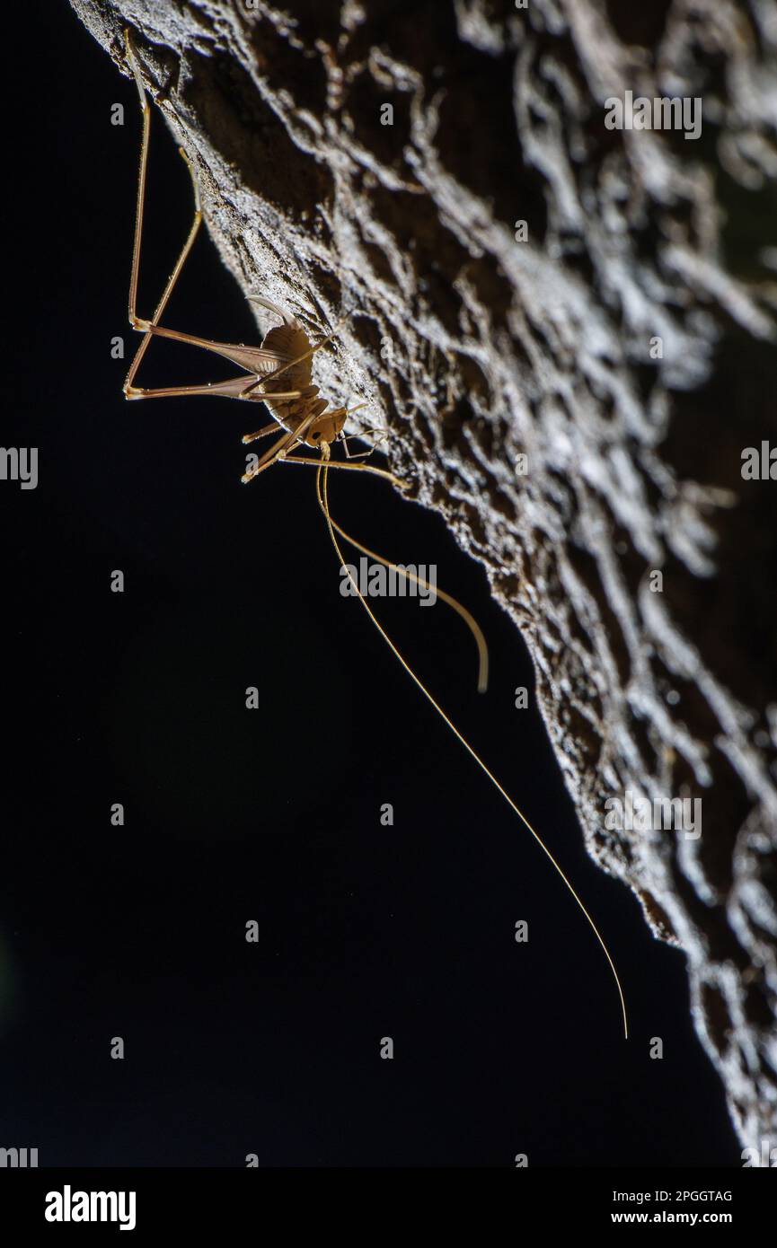 Cave cricket hi-res stock photography and images - Alamy