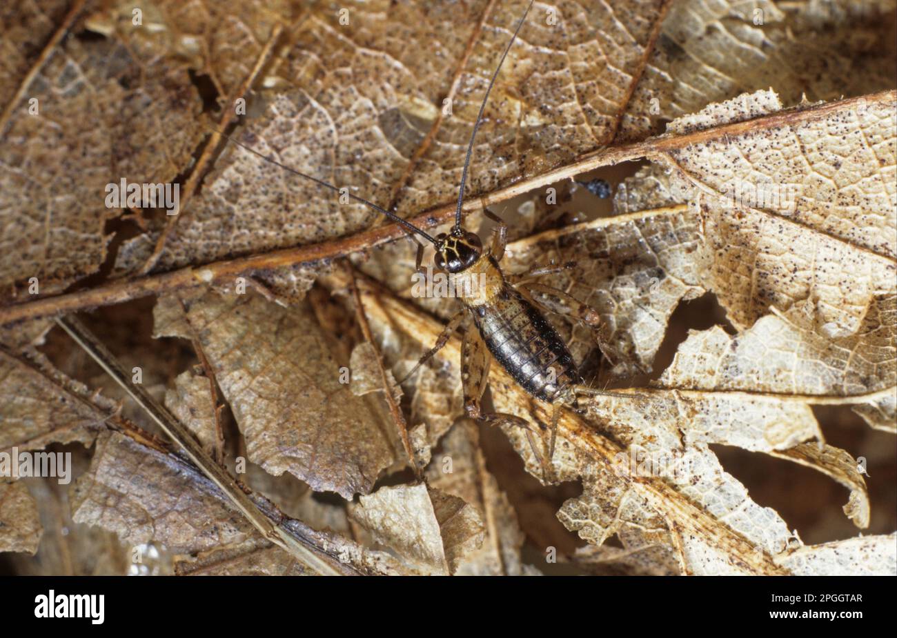 Wood cricket (Nemobius sylvestris), Wood crickets, Cricket, Other ...
