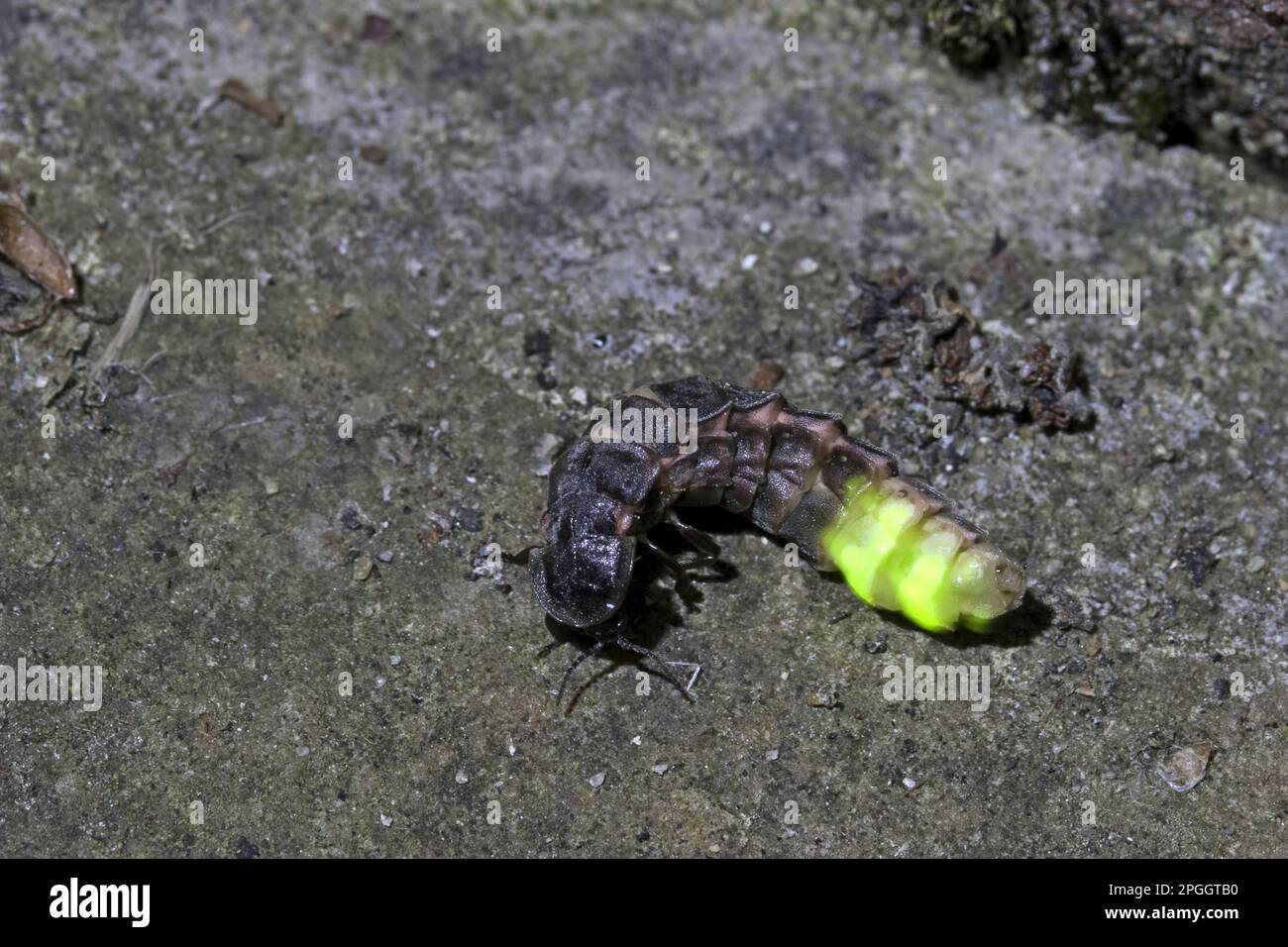 Glow-worm (Lampyris noctiluca) adult female, glowing, displaying ...