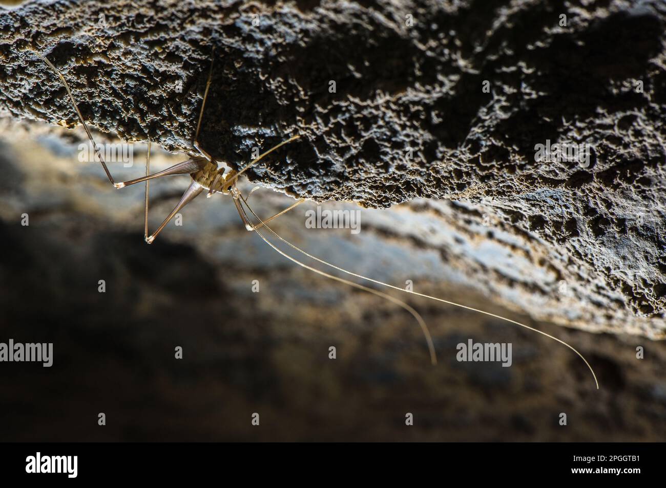 Cave Cricket (Dolichopoda ligustica) adult, on wall of cave, Italy ...