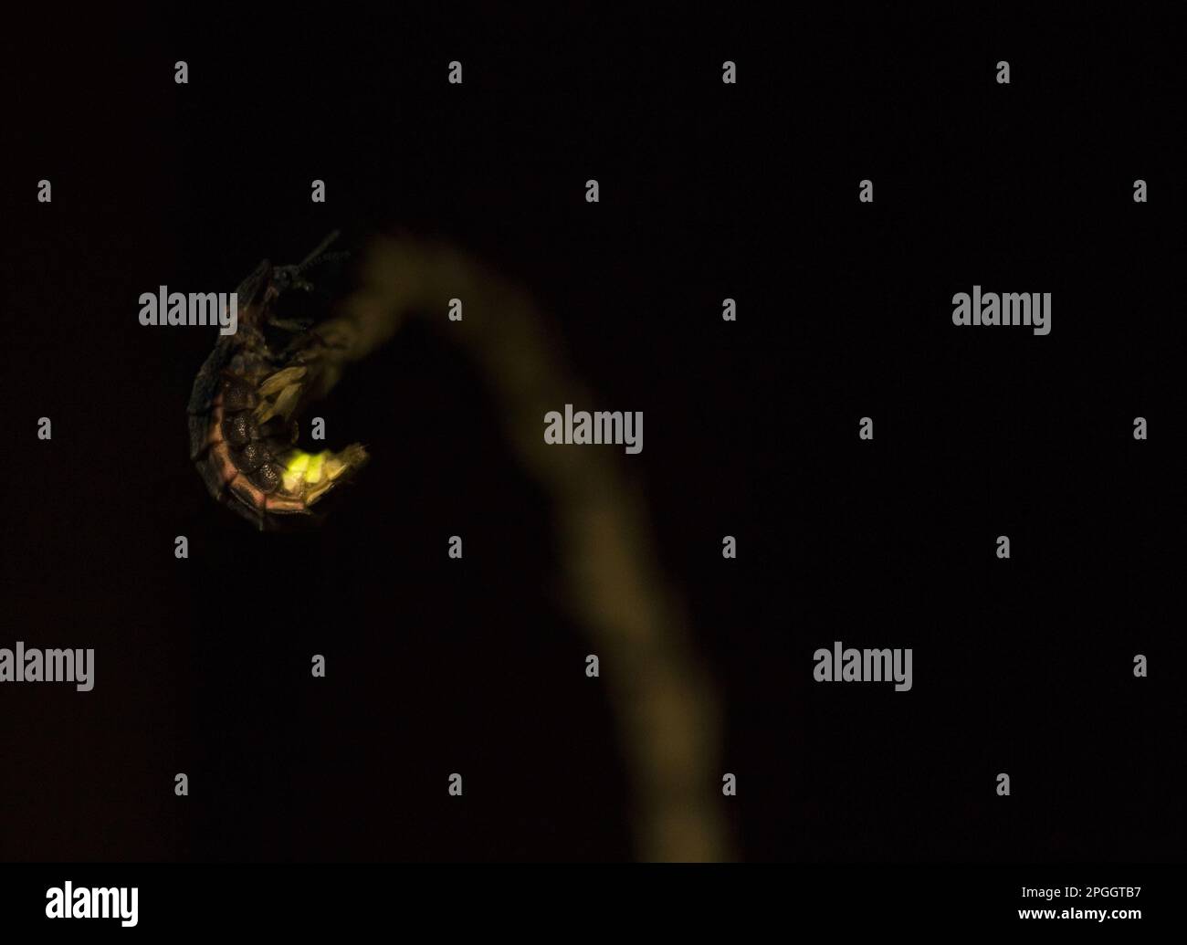 Common Glow-worm (Lampyris noctiluca) adult pair, mating, North Downs ...