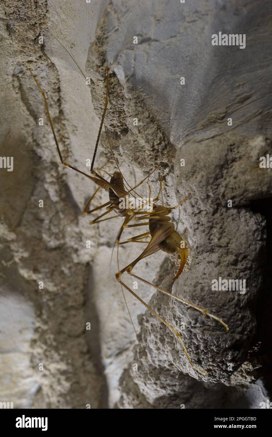 Cave cricket hi-res stock photography and images - Alamy
