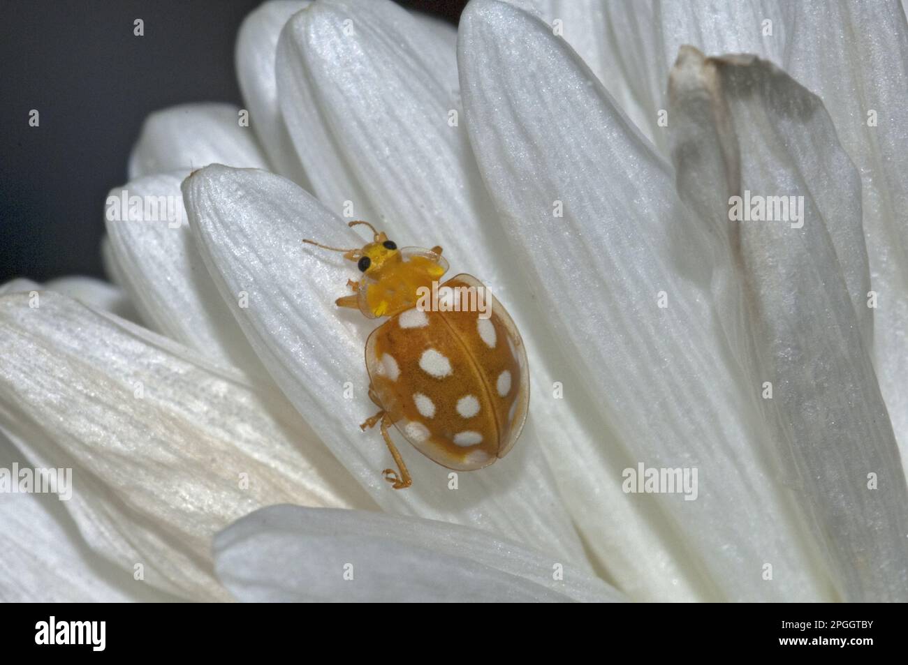 British ladybird hi-res stock photography and images - Alamy