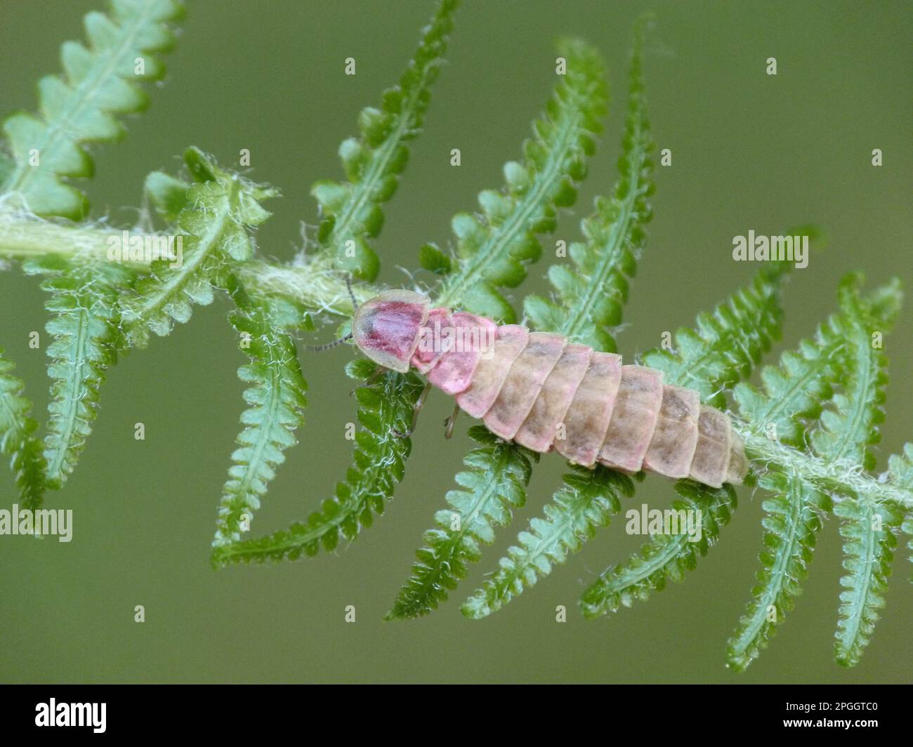 Adult firefly hi-res stock photography and images - Alamy