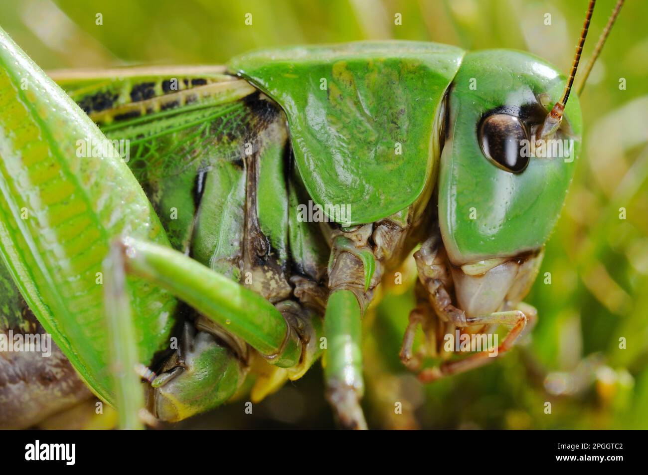 Wart-biter (Decticus verrucivorus) Cricket adult, close-up of head and ...