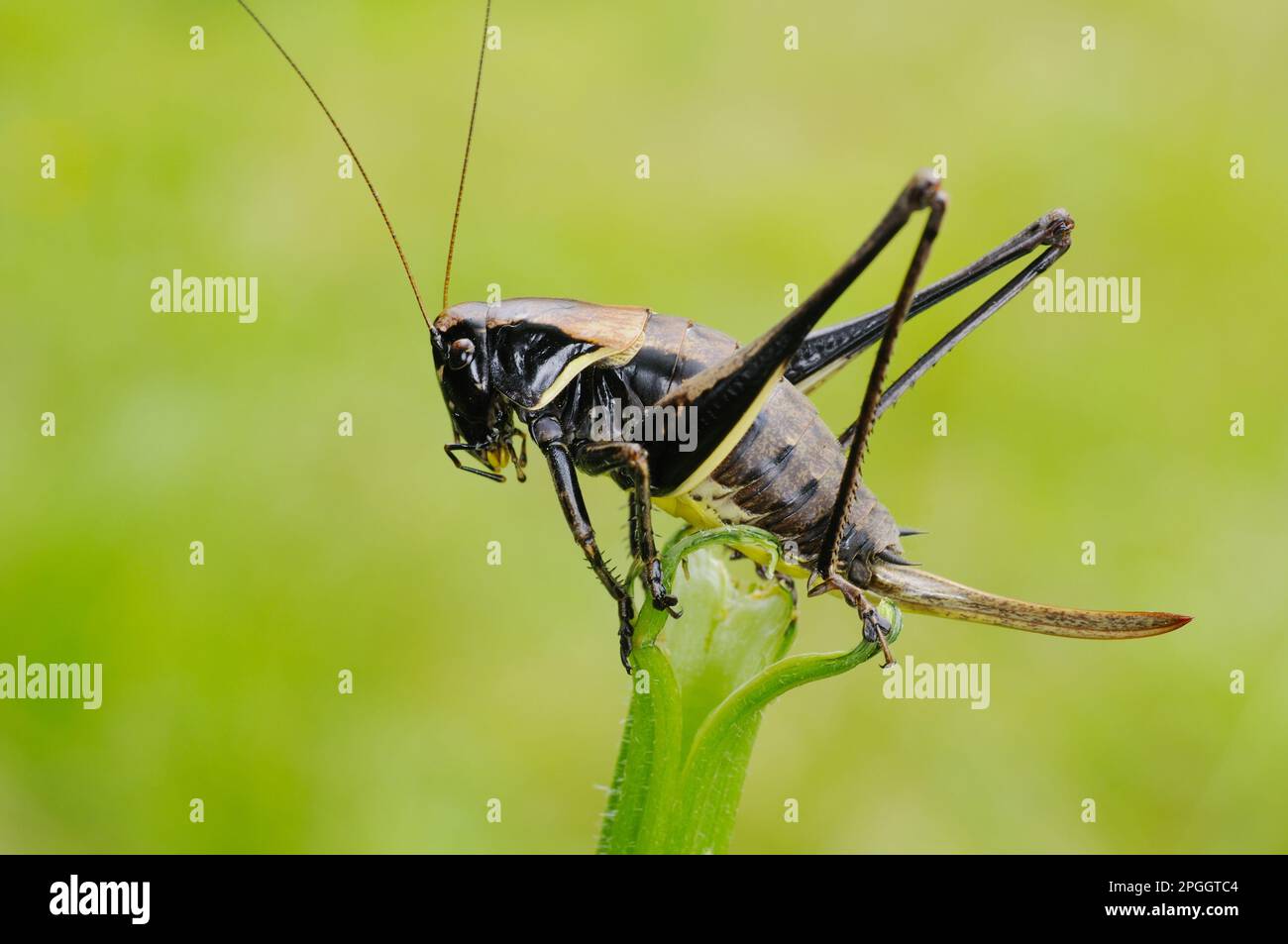 Alpine dark bush crickets (Pholidoptera shield bug (Pentatomidae ...