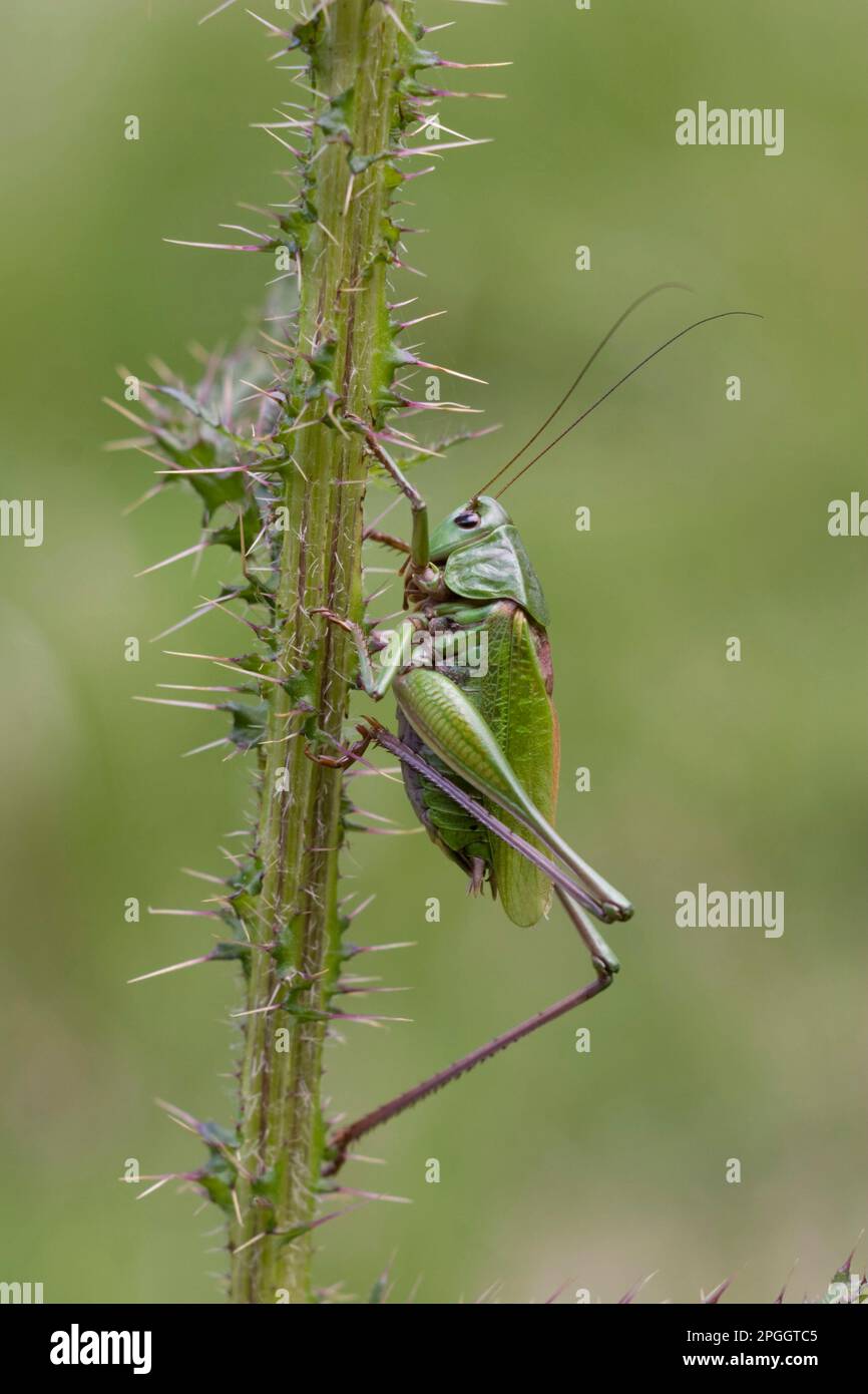 Wart-biter (Decticus verrucivorus) Cricket adult male, on prickly stem ...