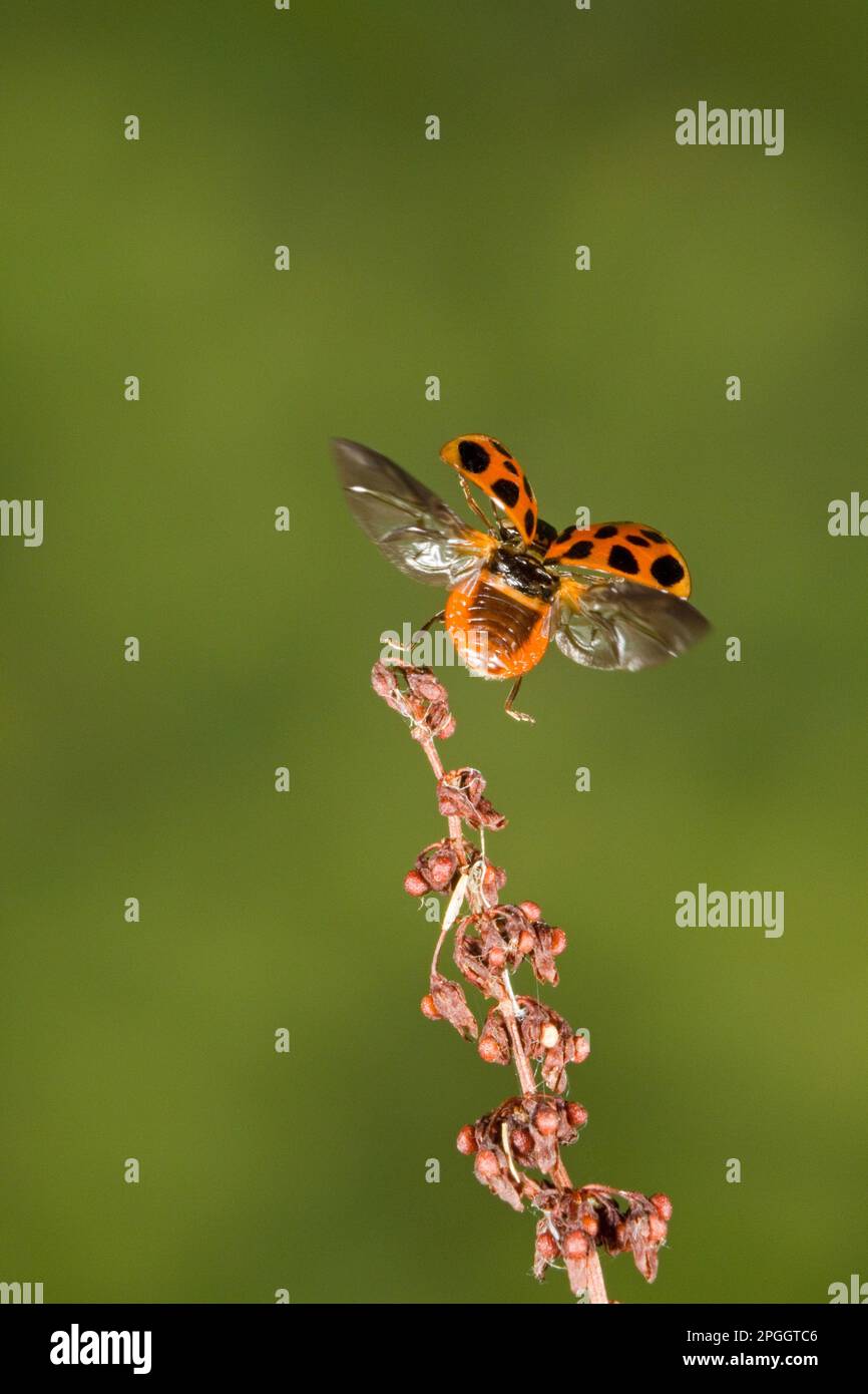 Ladybird (Coccinellidae sp.) adult, in flight, taking off from plant ...
