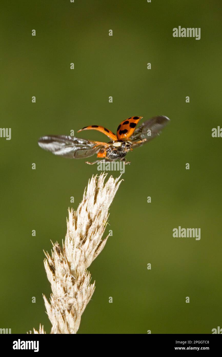 Ladybird (Coccinellidae sp.) adult, in flight, taking off from plant ...