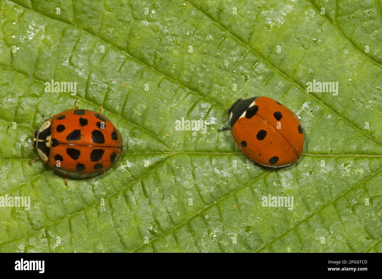Seven-spott ladybird (Harmonia axyridis) (Coccinella septempunctata ...