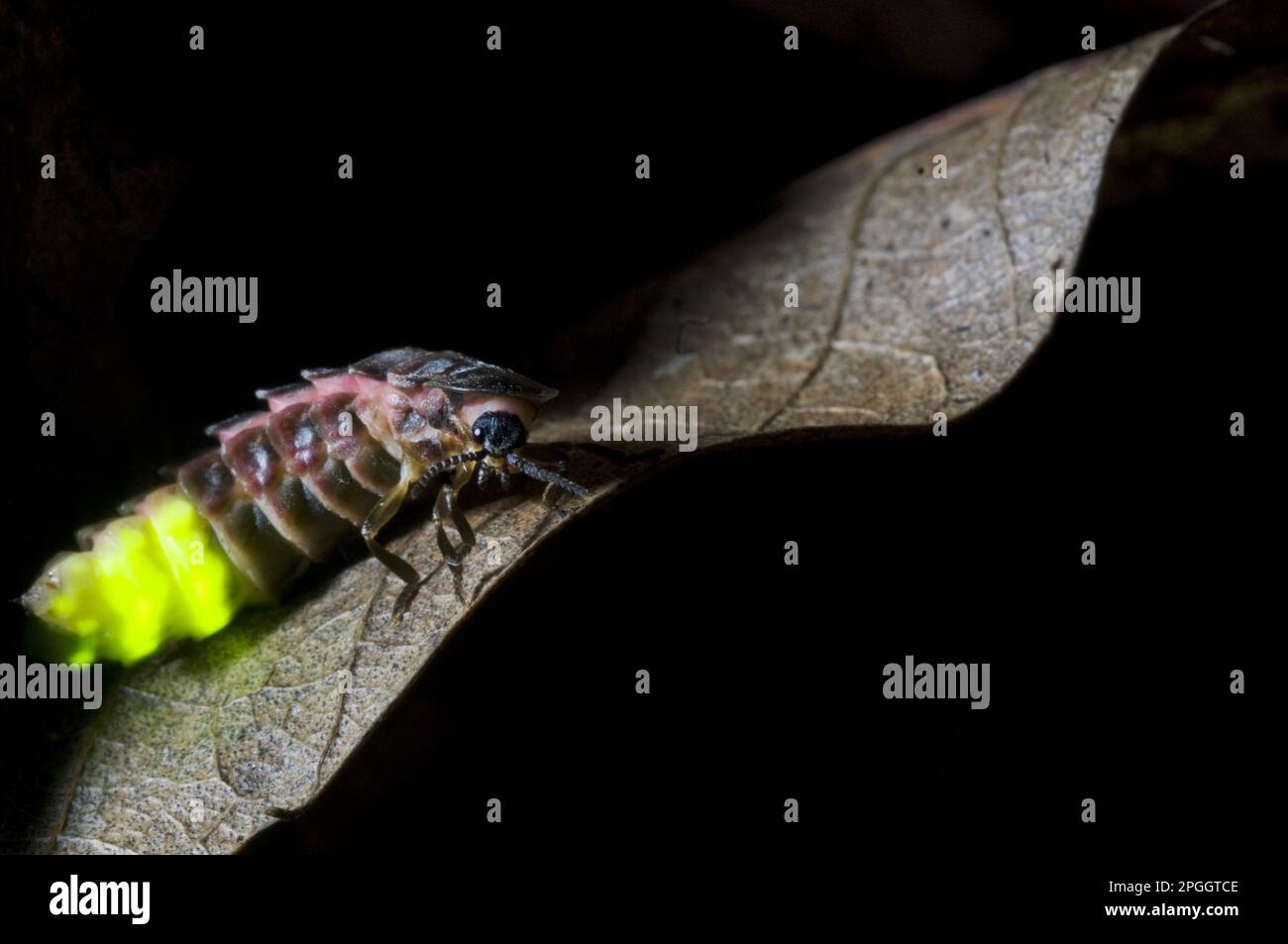 Common Glow-worm (Lampyris noctiluca) adult female, glowing, displaying ...