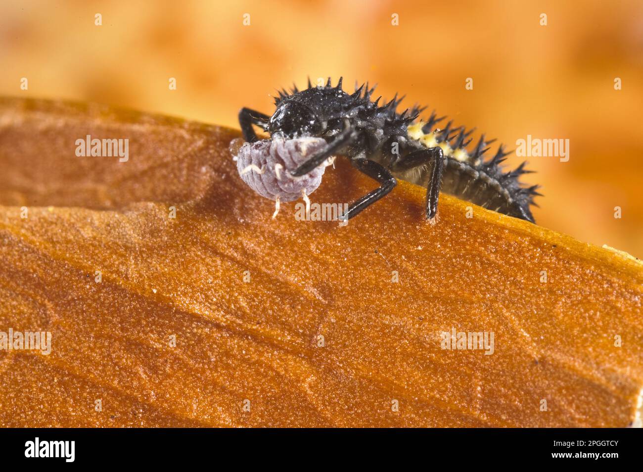 Scale insect coccoidea sp hi-res stock photography and images - Alamy