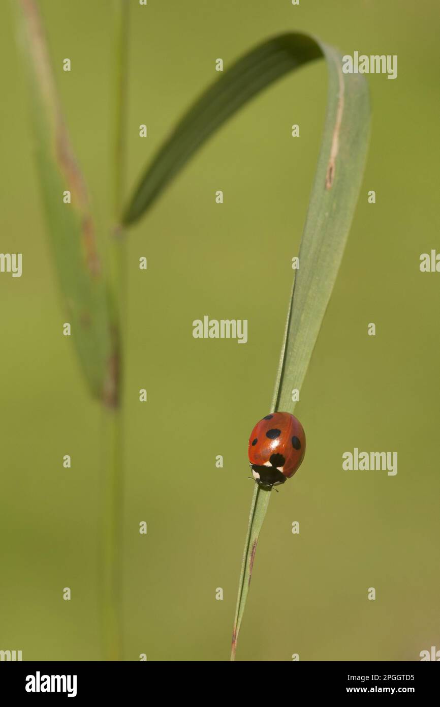 British ladybird hi-res stock photography and images - Alamy