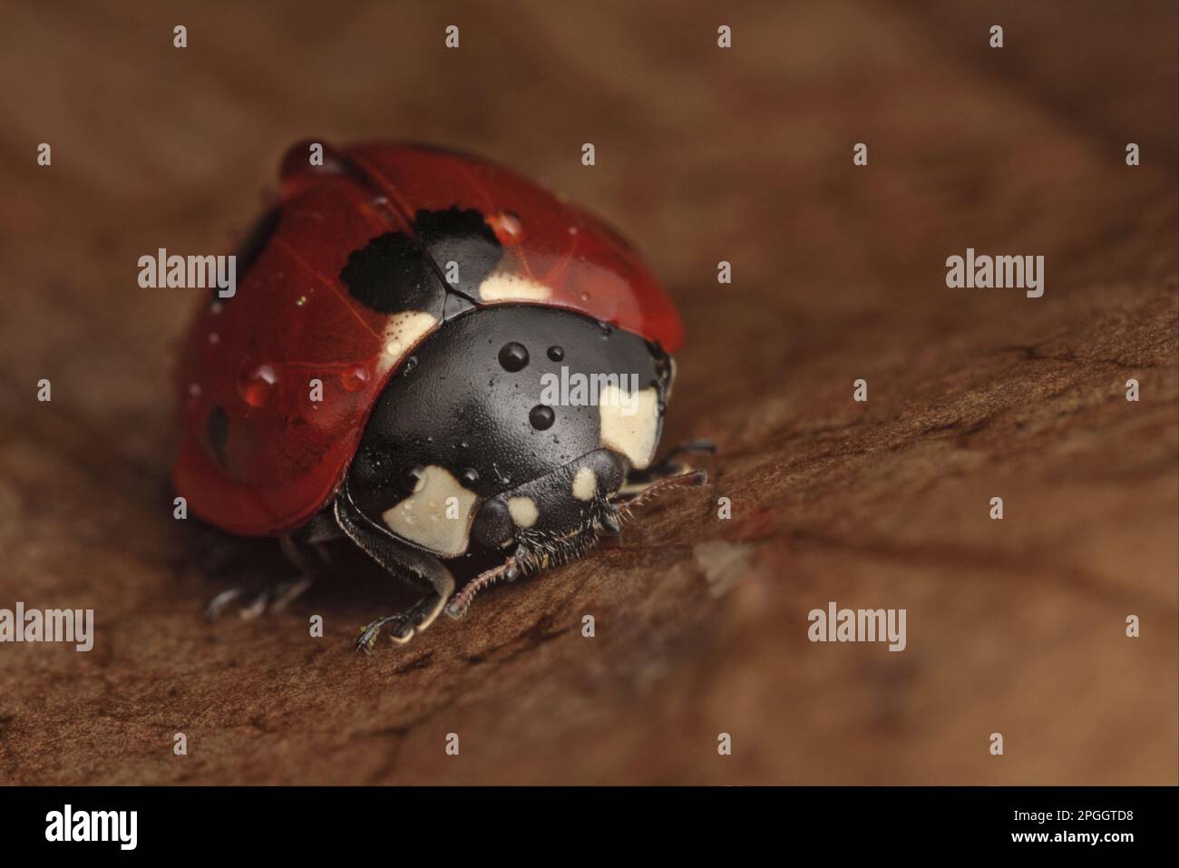 Ladybird hibernation hi-res stock photography and images - Alamy