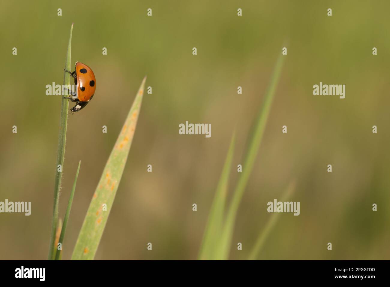 British ladybird hi-res stock photography and images - Alamy
