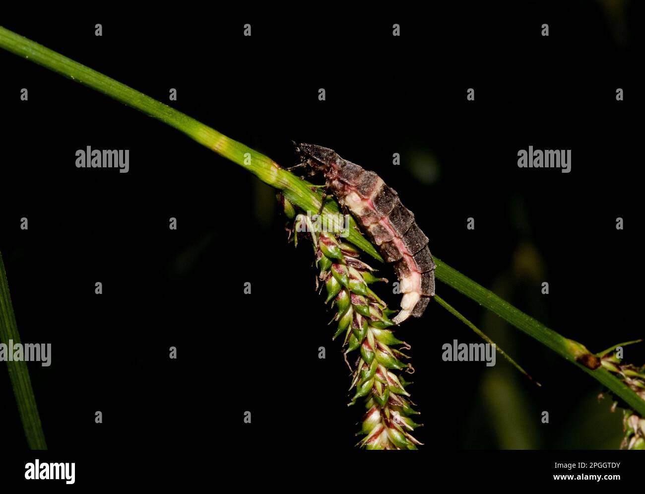 Common Glow-worm (Lampyris noctiluca) adult pair, mating, North Downs ...