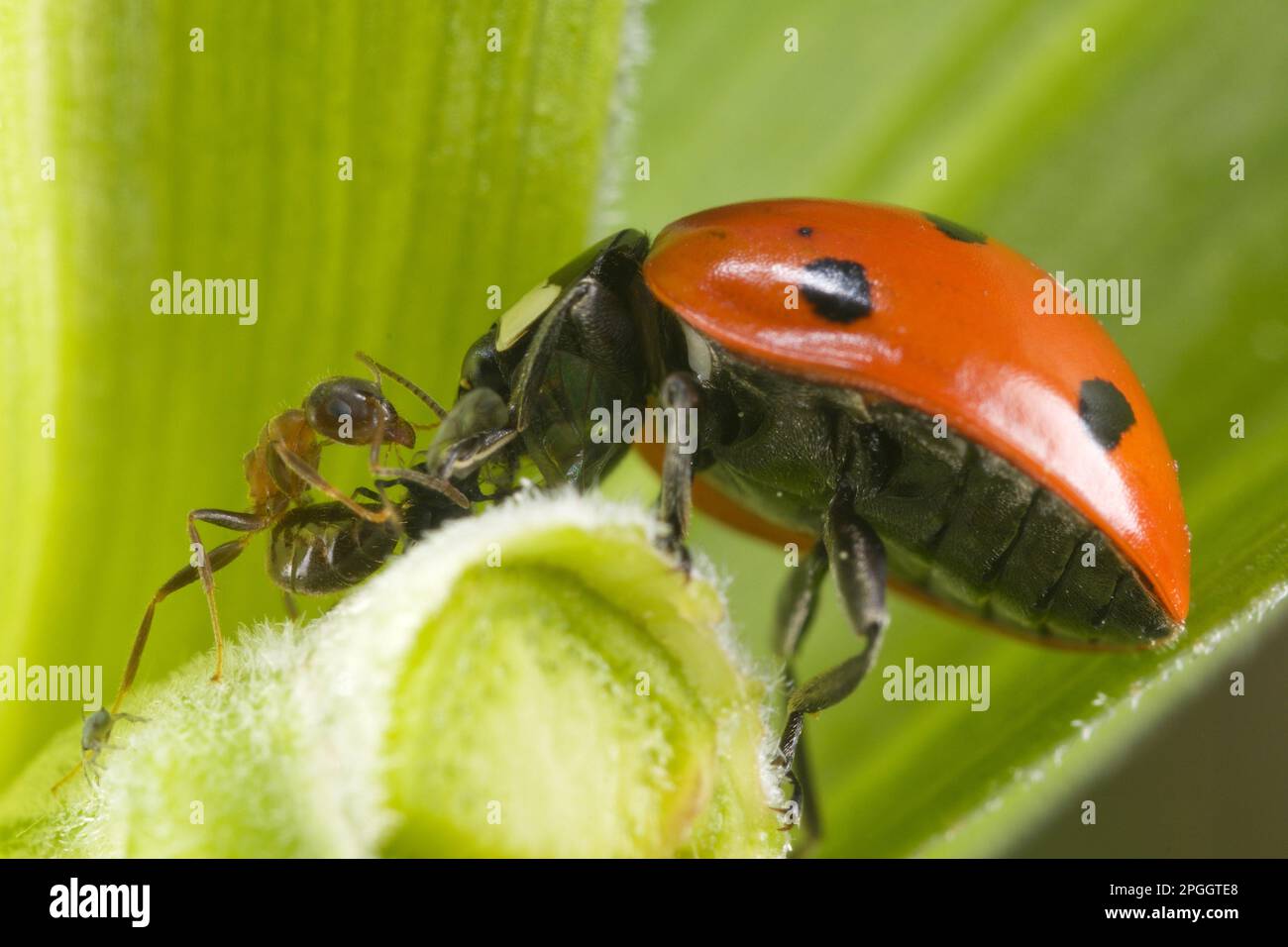 Ladybird beetles ant hi-res stock photography and images - Alamy