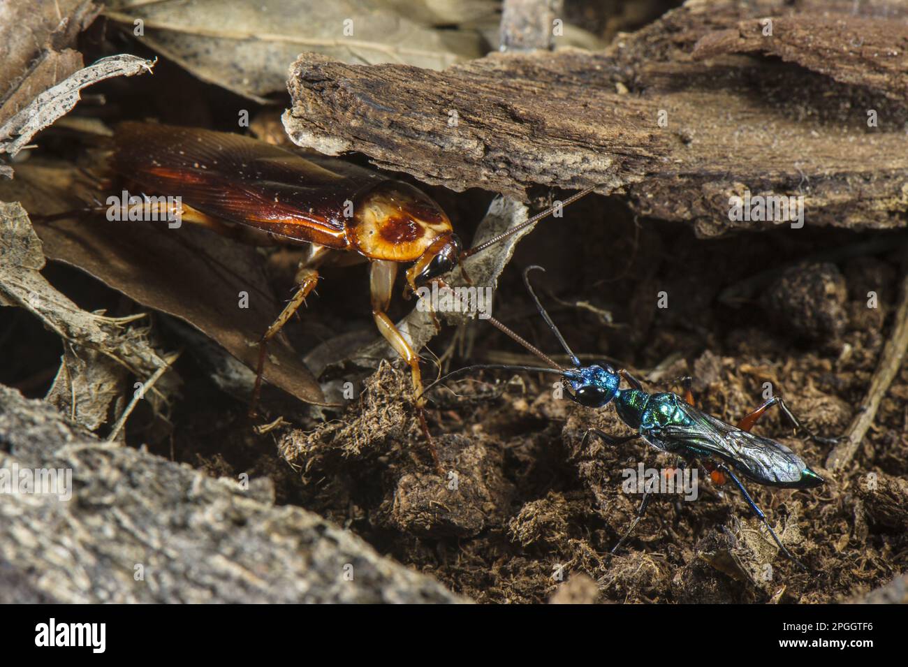 Emerald cockroach wasp (Ampulex compressa), adult female, leading ...