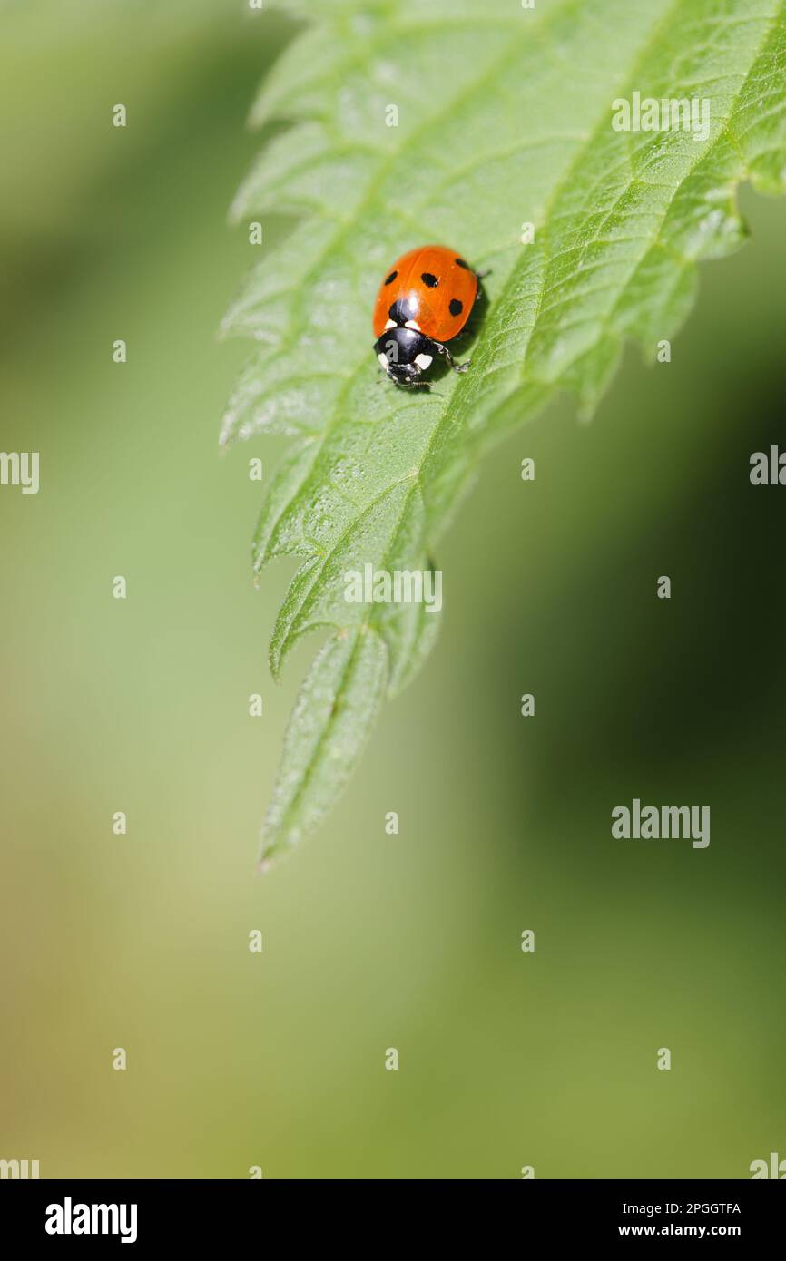 Seven-spot Ladybird (Coccinella septempunctata) adult, resting on ...