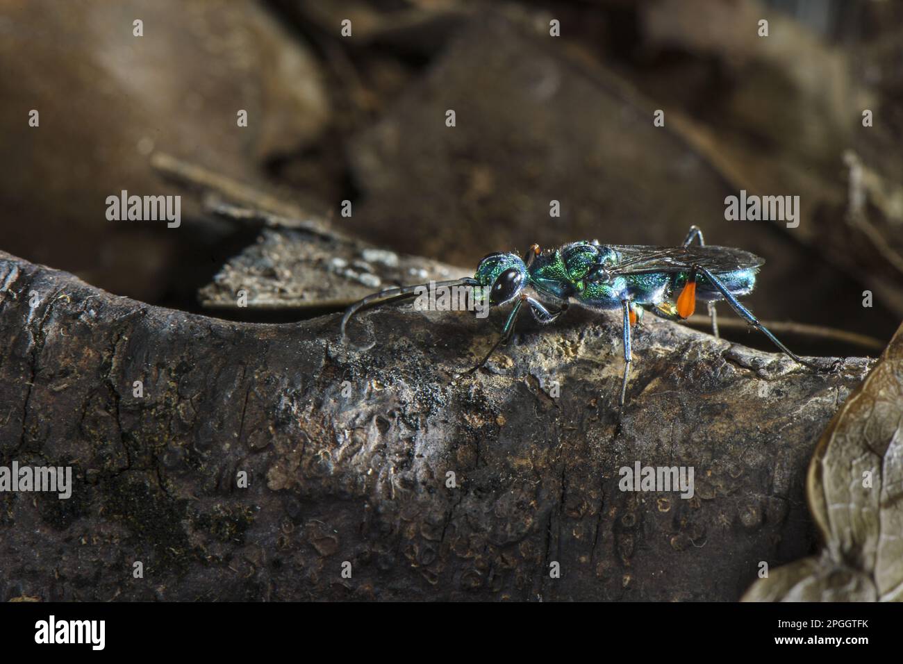 Emerald cockroach wasp (Ampulex compressa), Wasp, Wasps, Other animals ...