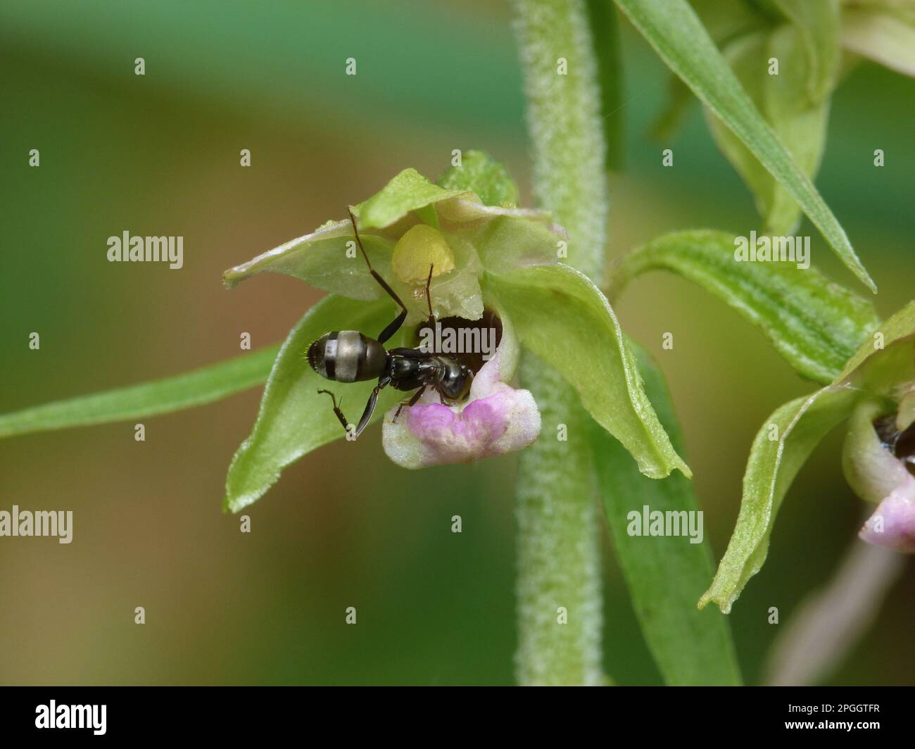 Formica ant pollinating flower hi-res stock photography and images - Alamy