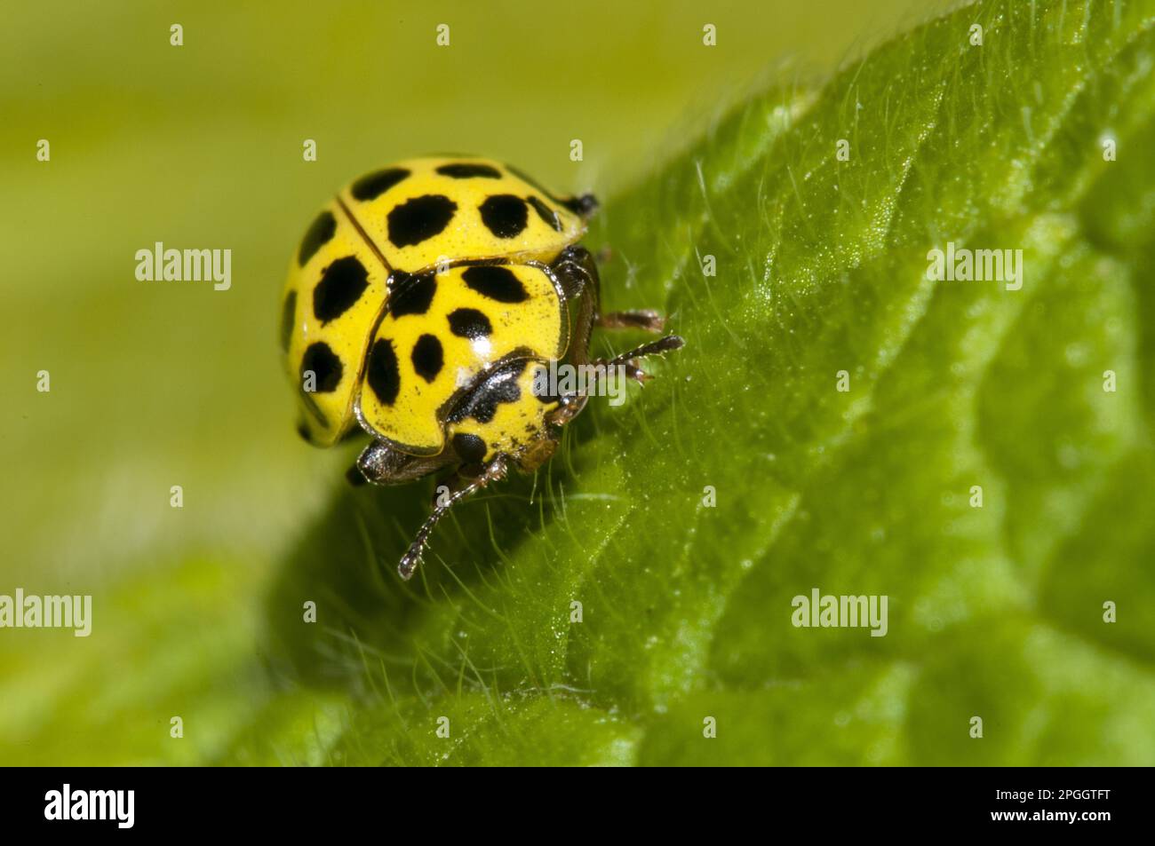 22-spot ladybird (Psyllobora vigintiduopunctata), Fungus ladybird ...