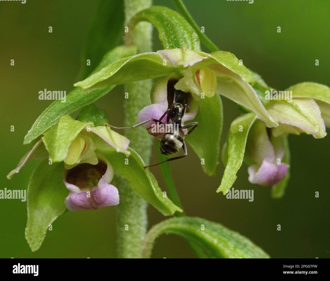 Formica ant pollinating flower hi-res stock photography and images - Alamy