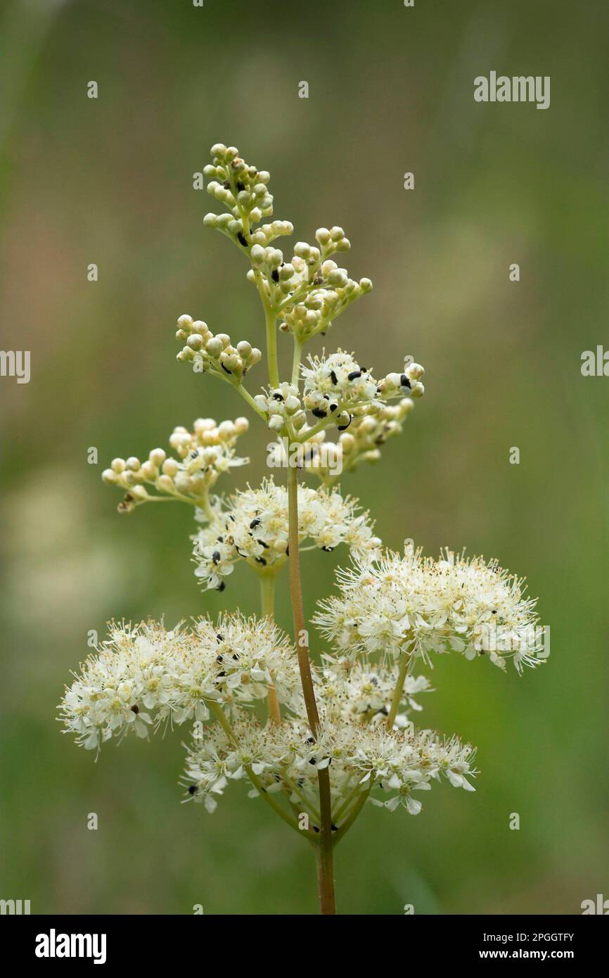 Meadowsweet flowers covered with beetles, River Whiteadder ...
