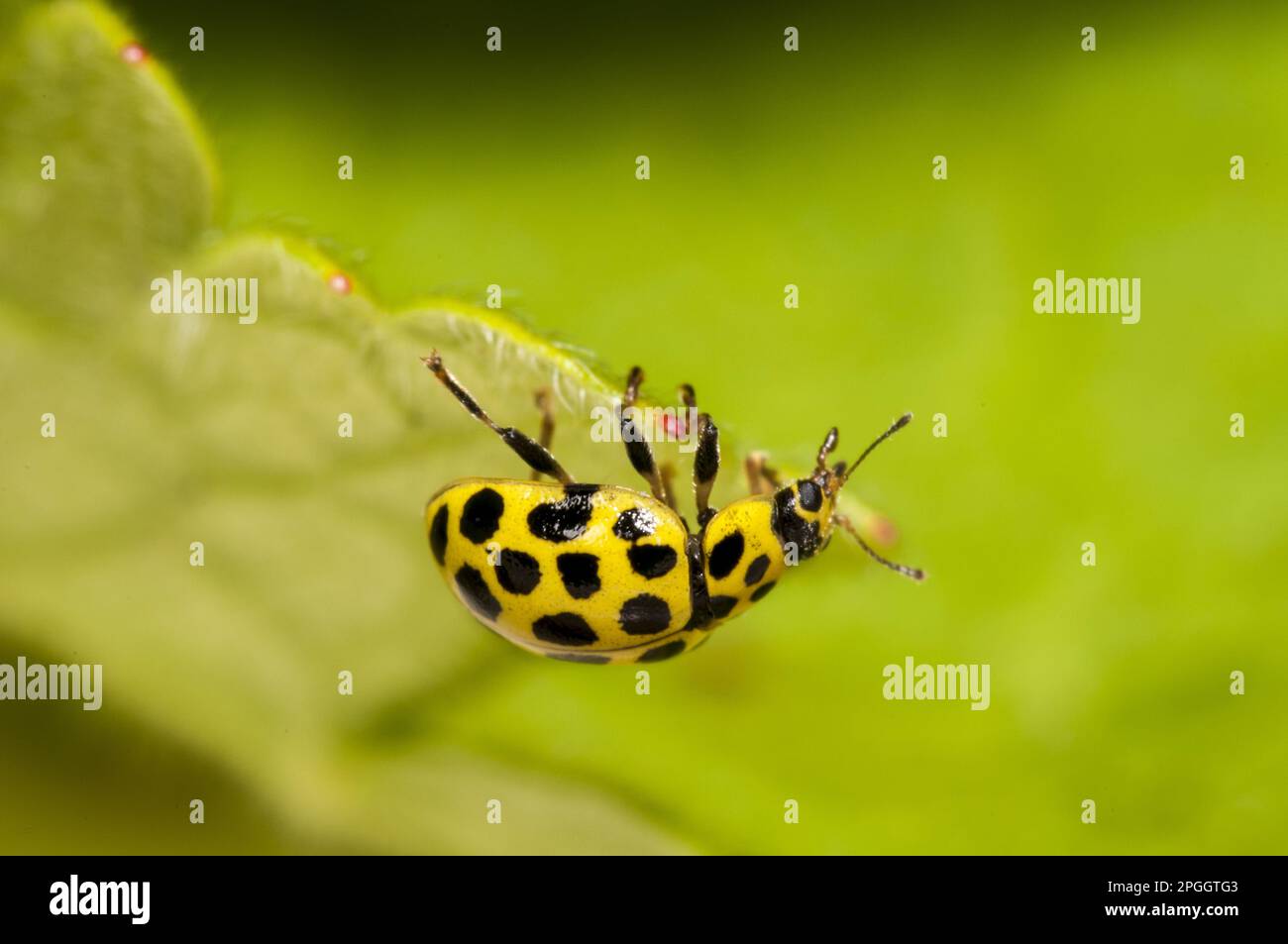 22-spot ladybird (Psyllobora vigintiduopunctata), Fungus ladybird ...