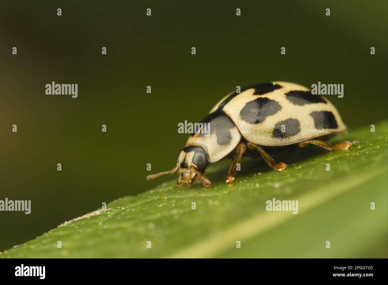 Cream spot ladybird at rest on leaf hi-res stock photography and images ...