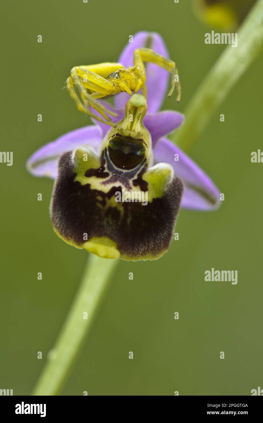 Crab Spider (Thomisus onustus) adult female, waiting for prey on ...